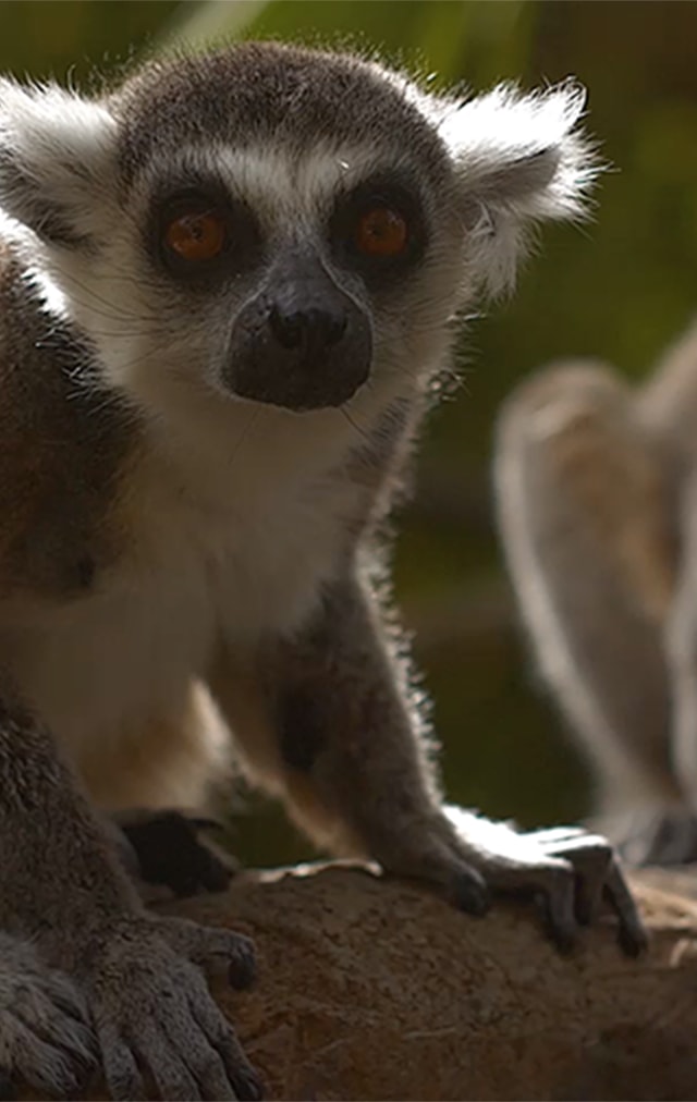 Ring-tailed lemurs – Happy Hollow Park & Zoo