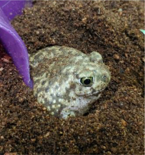 Couch’s Spadefoot Toad – Happy Hollow Park & Zoo