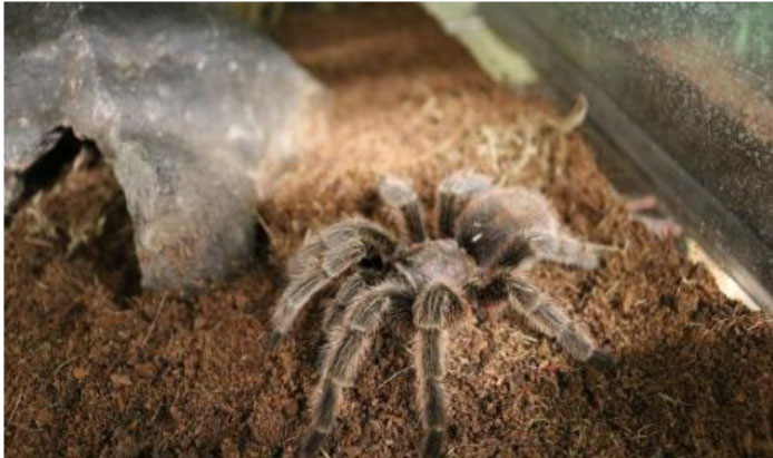 Chilean Rose-haired Tarantula – Happy Hollow Park & Zoo