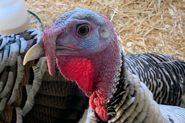 New Animals Fly Into the Coop at Happy Hollow’s Double-H Ranch – Happy ...