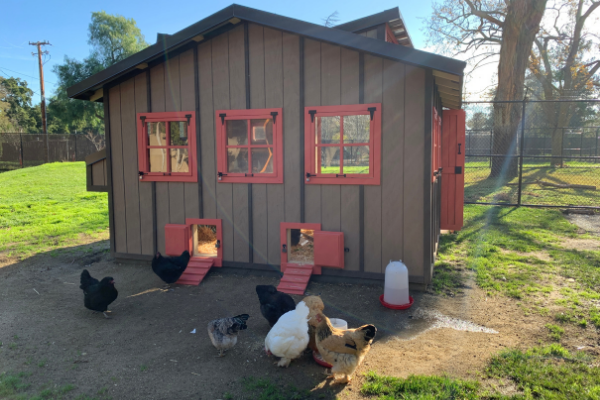 New Animals Fly Into the Coop at Happy Hollow’s Double-H Ranch – Happy ...