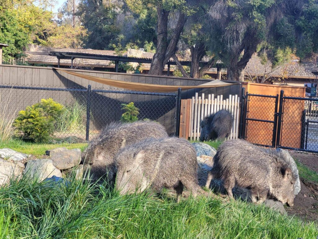It’s Kind of a Pig Deal! Happy Hollow Park & Zoo Welcomes Endangered ...
