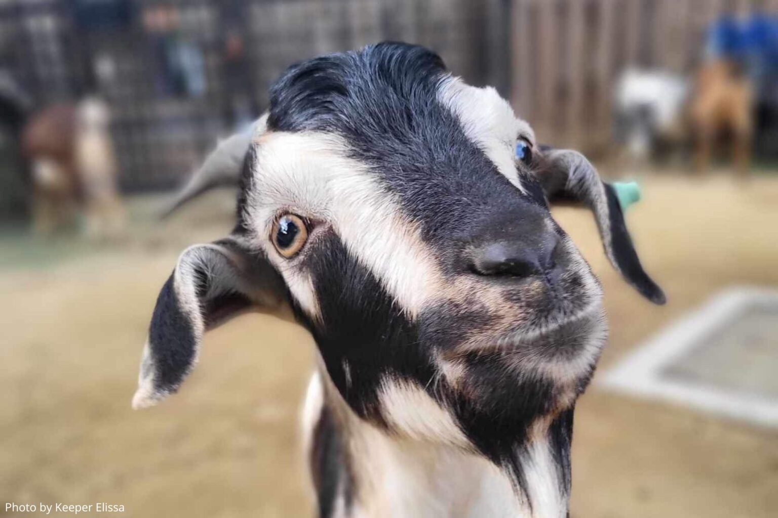 Welcome to the Flock! Happy Hollow Park & Zoo Welcomes Rare and ...