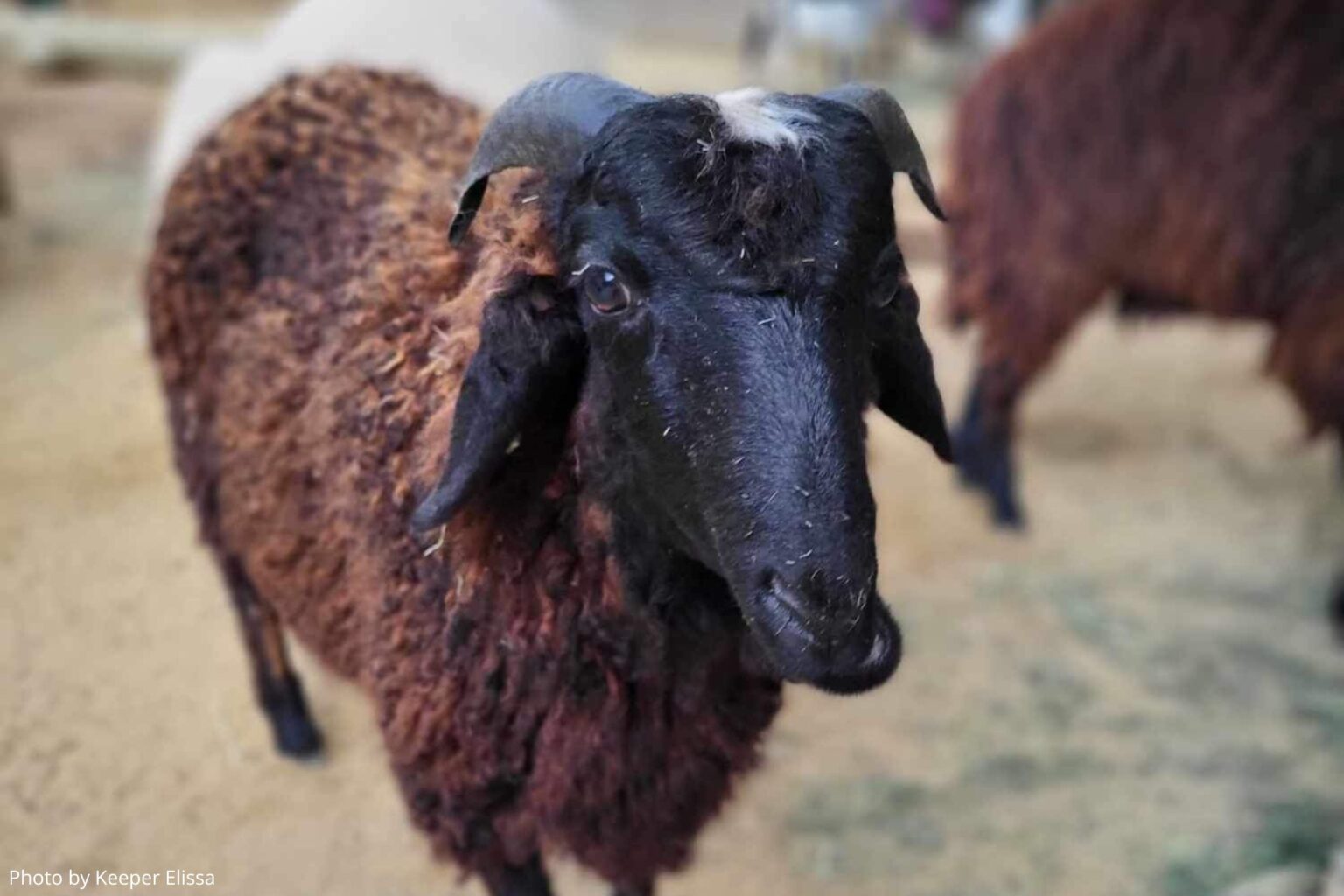 Welcome to the Flock! Happy Hollow Park & Zoo Welcomes Rare and ...