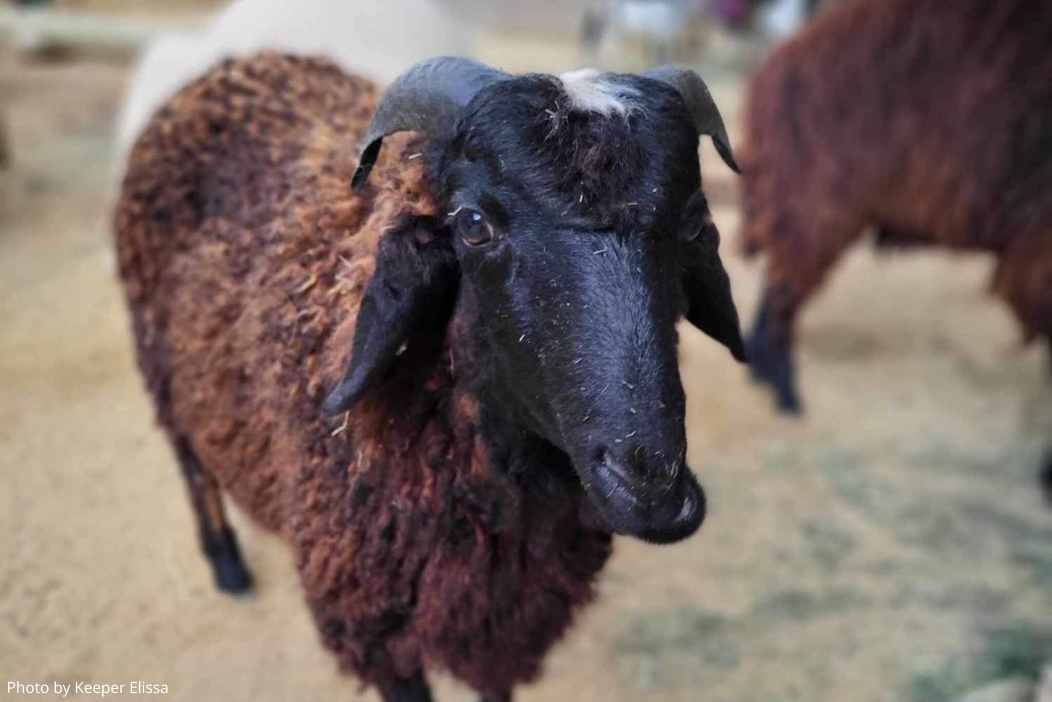 Welcome to the Flock! Happy Hollow Park & Zoo Welcomes Rare and ...