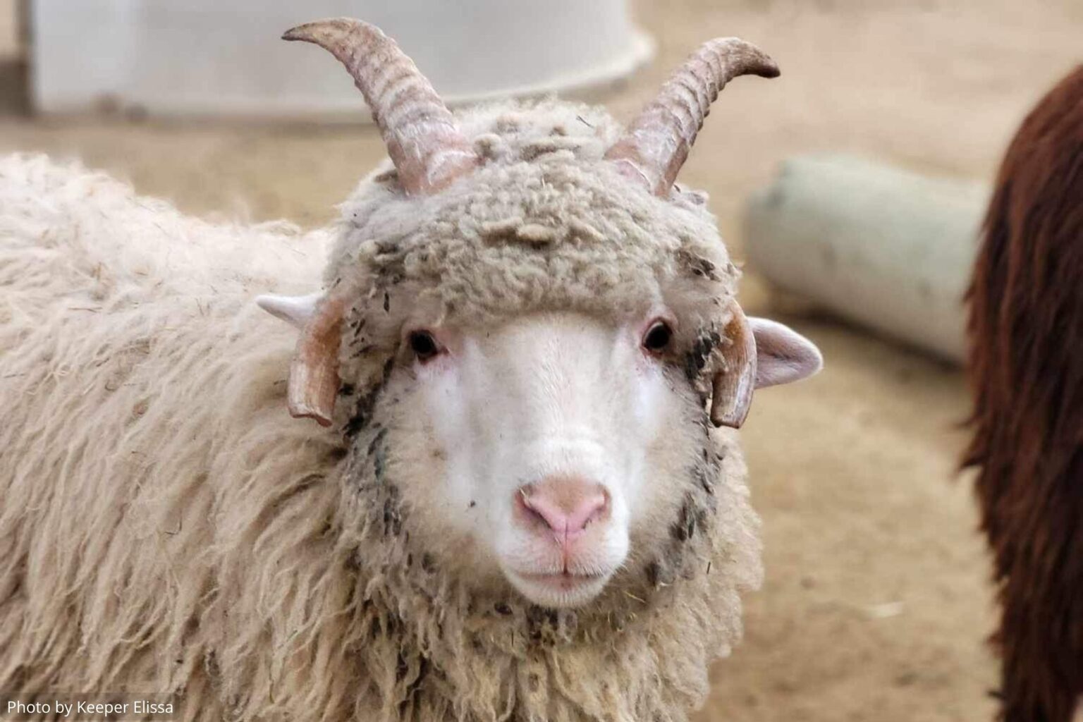 Welcome to the Flock! Happy Hollow Park & Zoo Welcomes Rare and ...