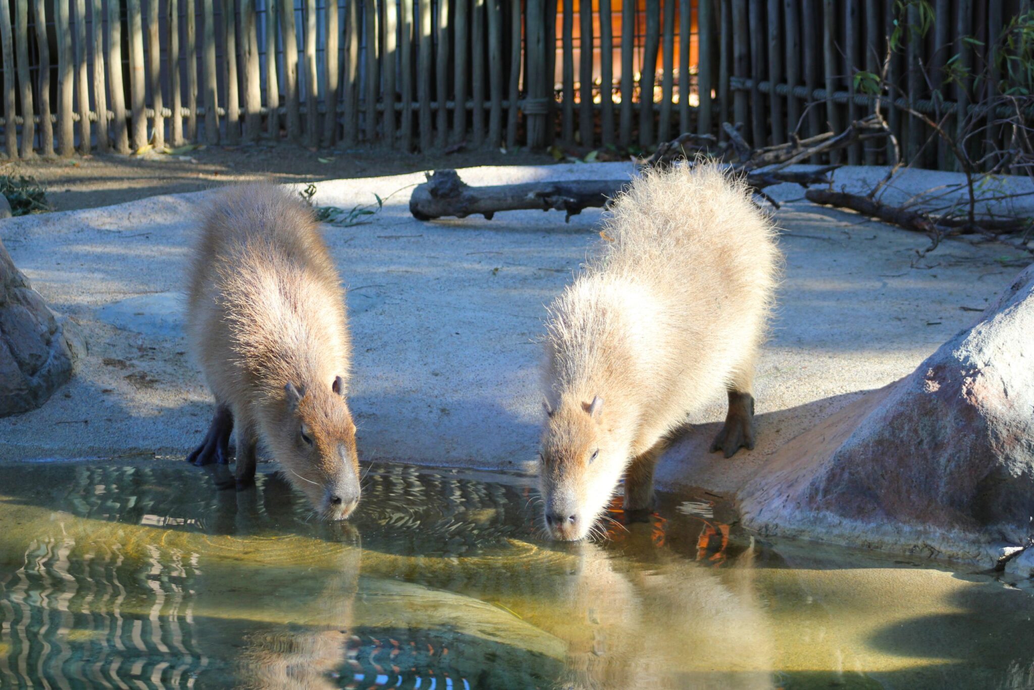 Happy Hollow Park & Zoo Welcomes Capybara Social Media Star from ...
