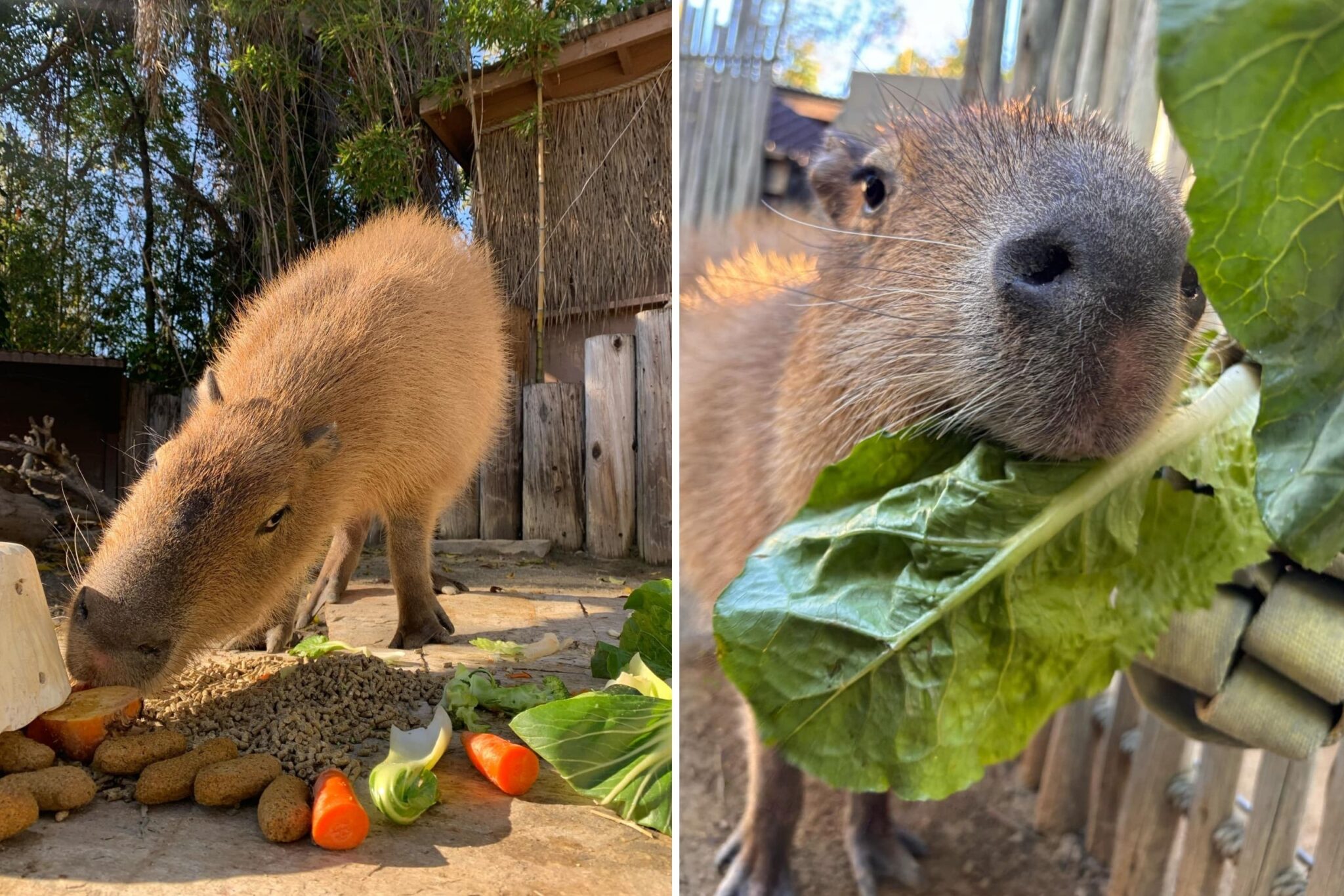 Happy Hollow Park & Zoo Welcomes Capybara Social Media Star from ...