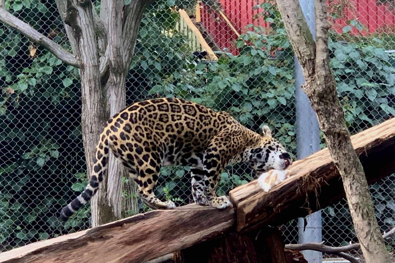 Sophia’s Legacy – Happy Hollow Park & Zoo