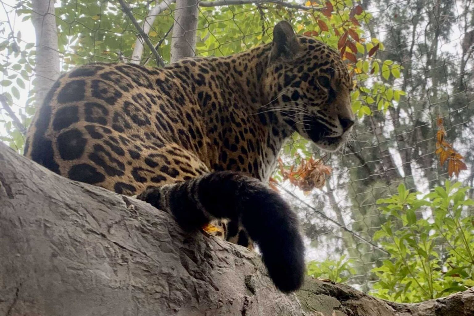 Sophia’s Legacy – Happy Hollow Park & Zoo