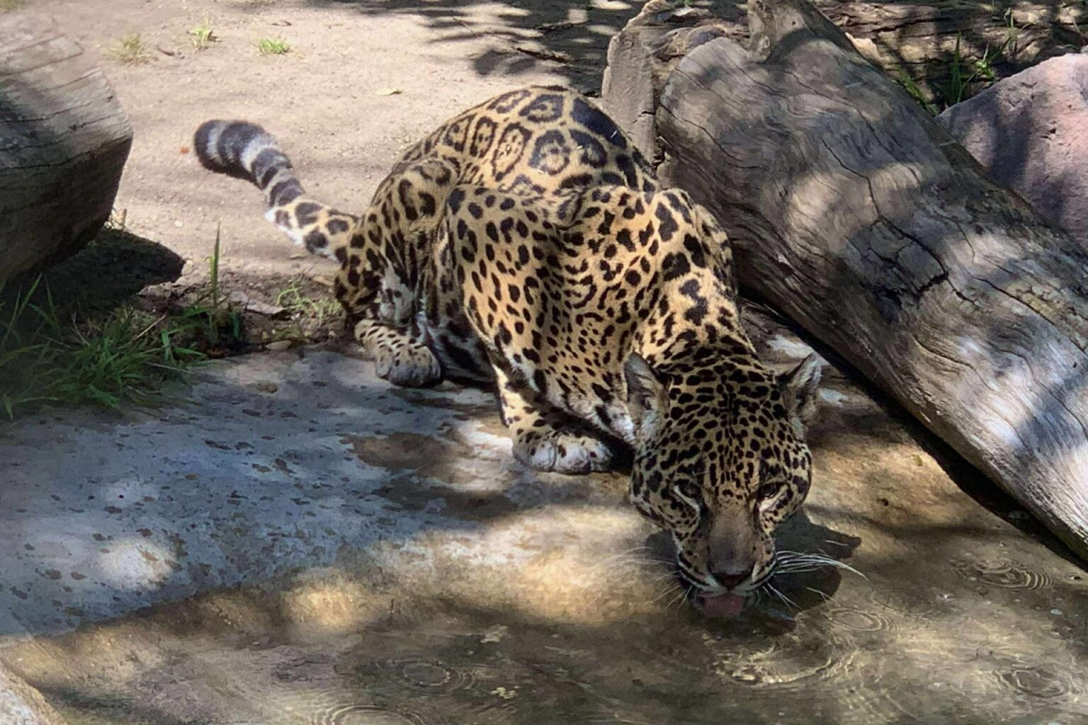 Sophia’s Legacy – Happy Hollow Park & Zoo