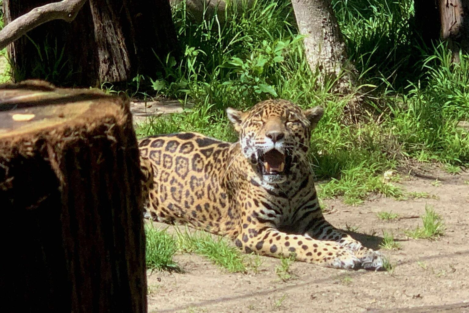 Sophia’s Legacy – Happy Hollow Park & Zoo