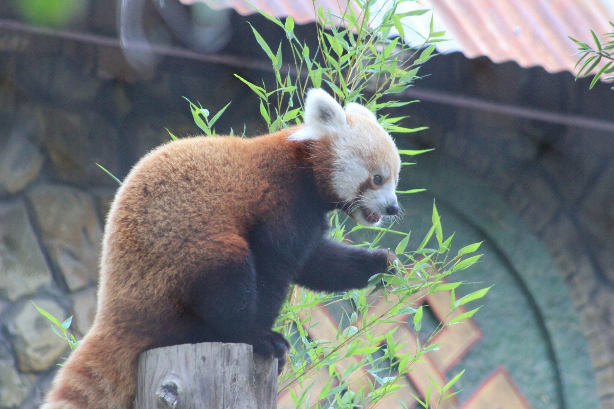 San José Welcomes New Red Panda to Happy Hollow Park & Zoo – Happy ...
