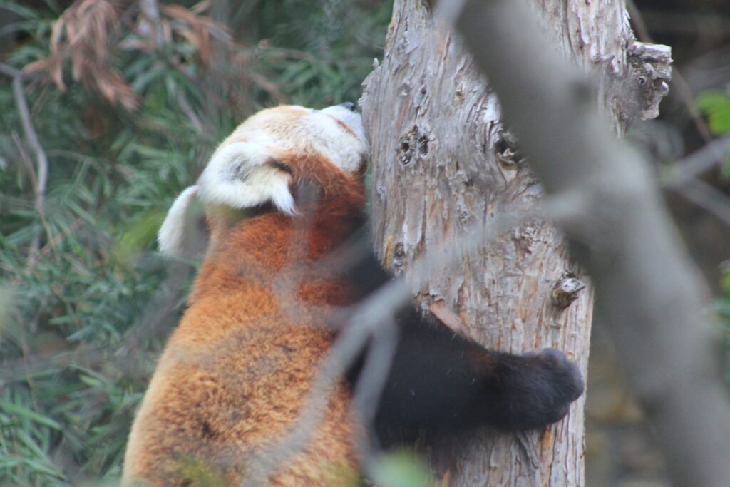 San José Welcomes New Red Panda to Happy Hollow Park & Zoo – Happy ...