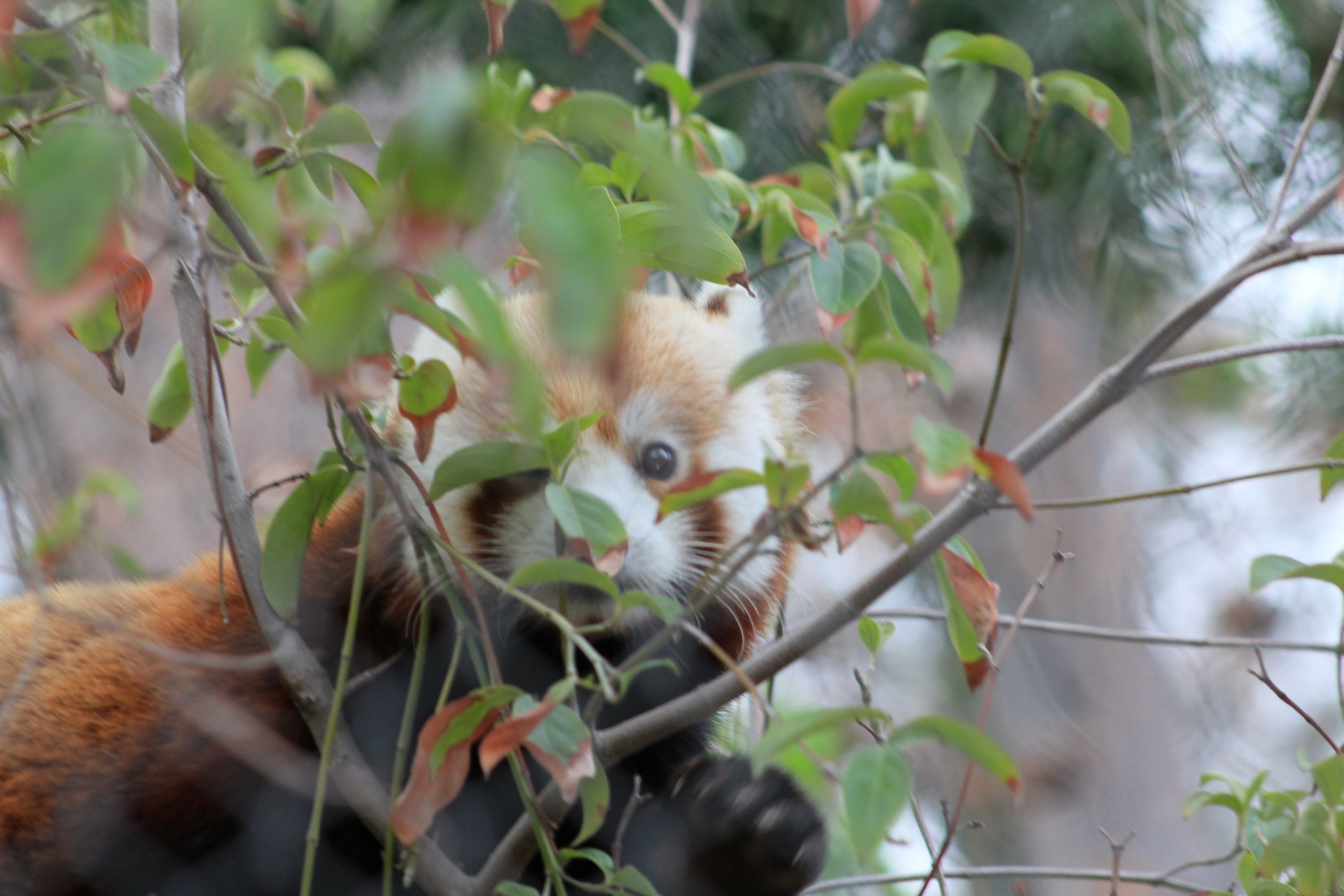 San José Welcomes New Red Panda to Red Panda to Happy Hollow Park & Zoo ...